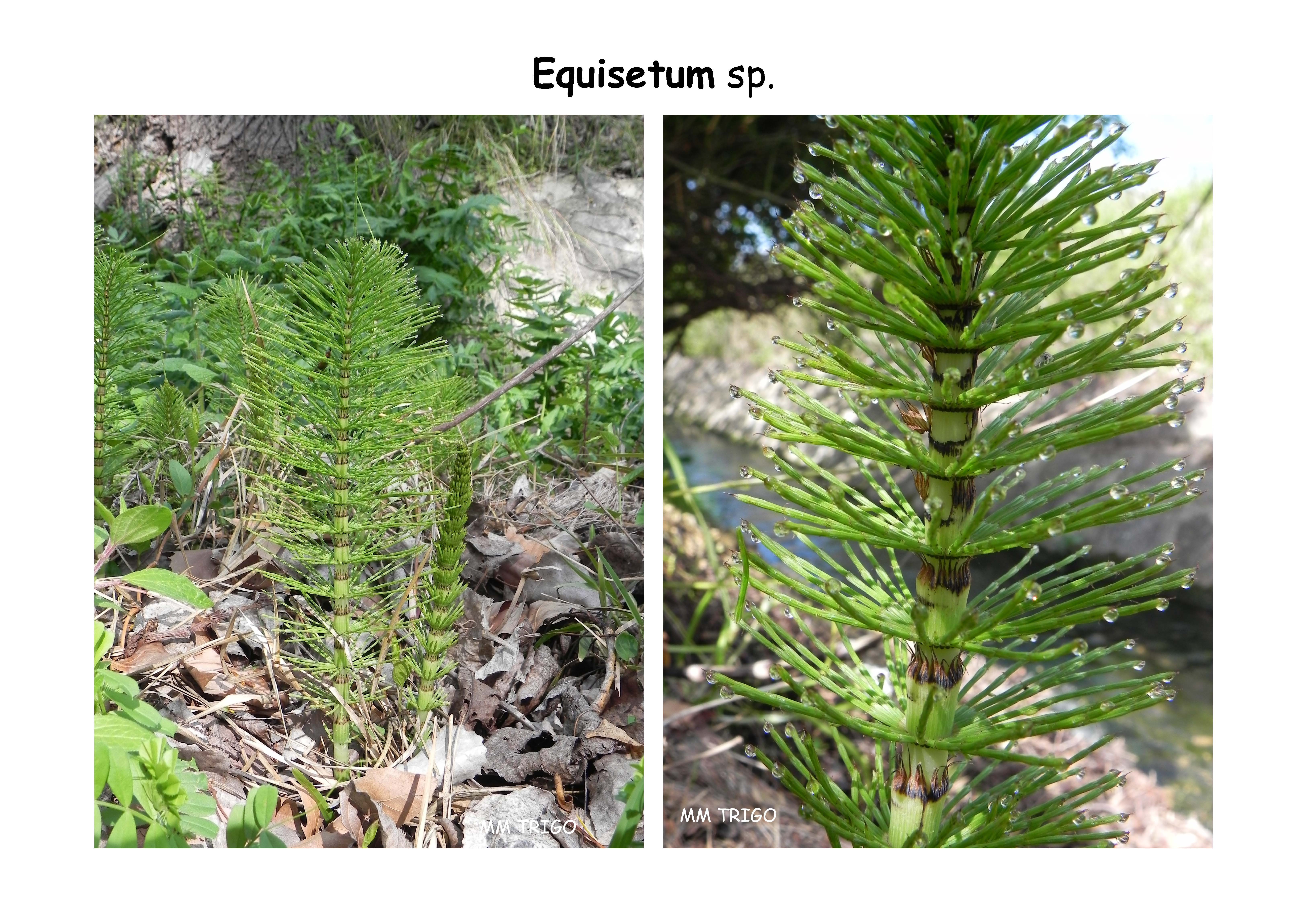 Pteridofitos
