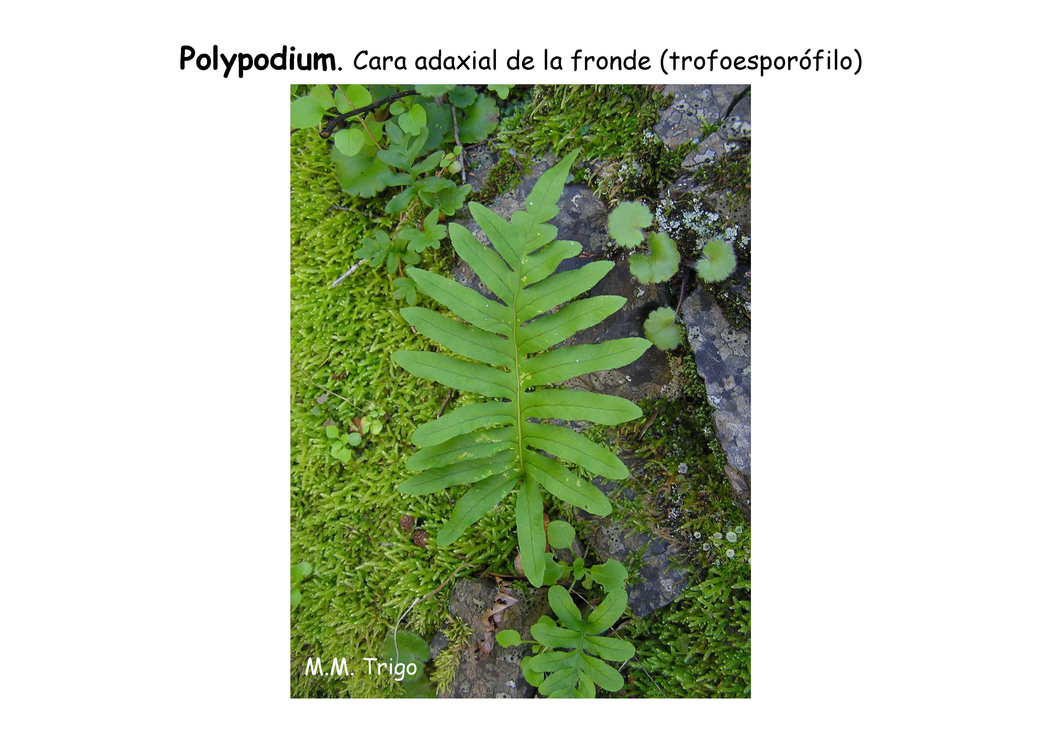 Pteridofitos